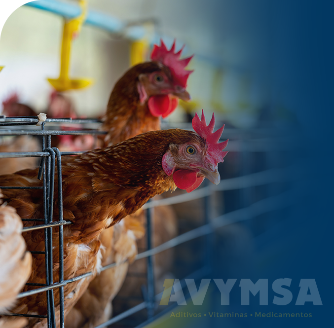 Núcleos y premezclas Gallina